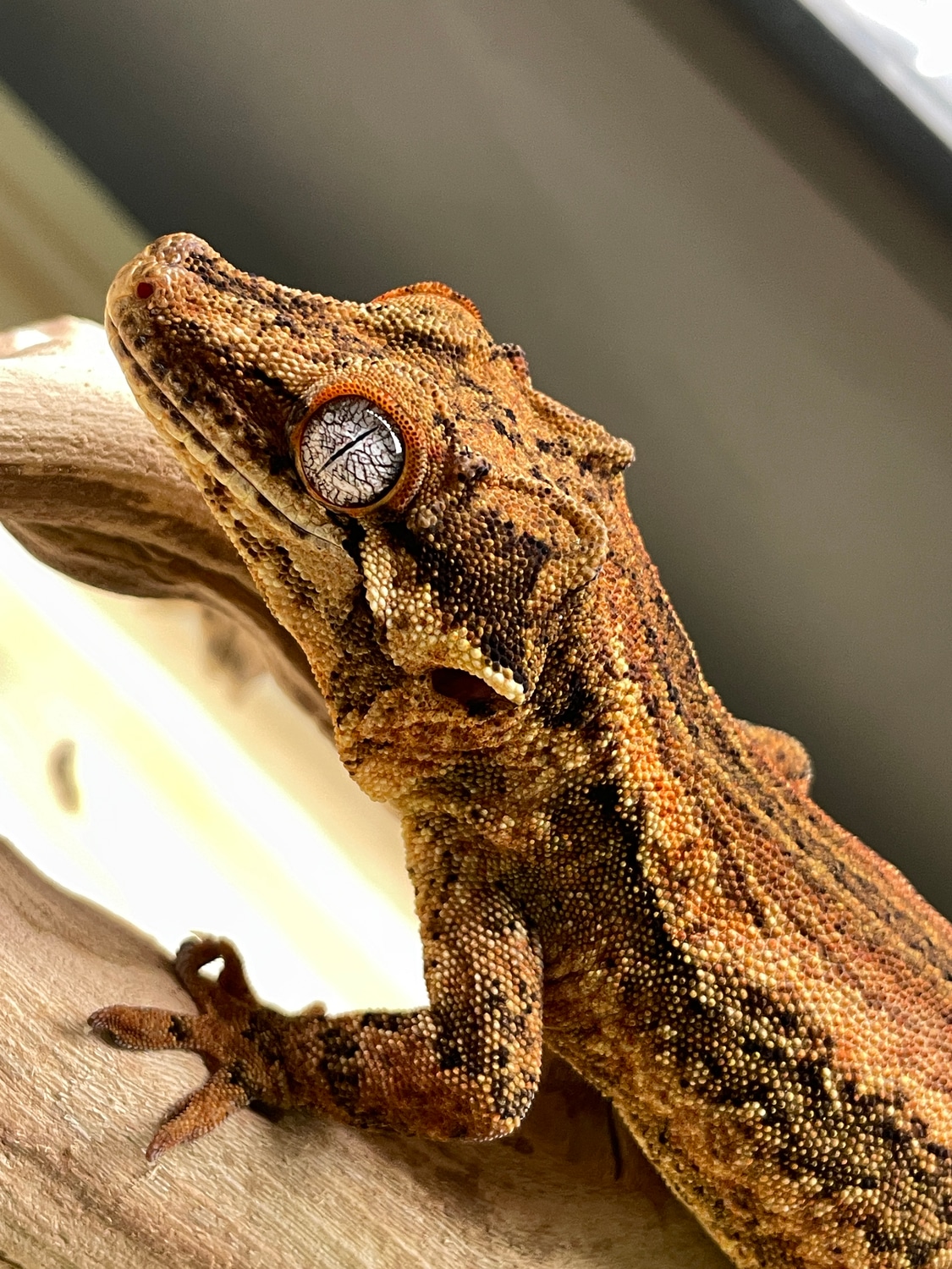 Gargoyle Gecko by High Desert Geckos Exotic Pets & Supplies - MorphMarket