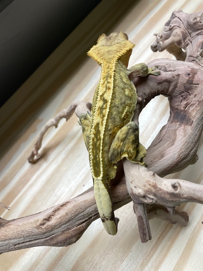 Crested Gecko by High Desert Geckos Exotic Pets & Supplies