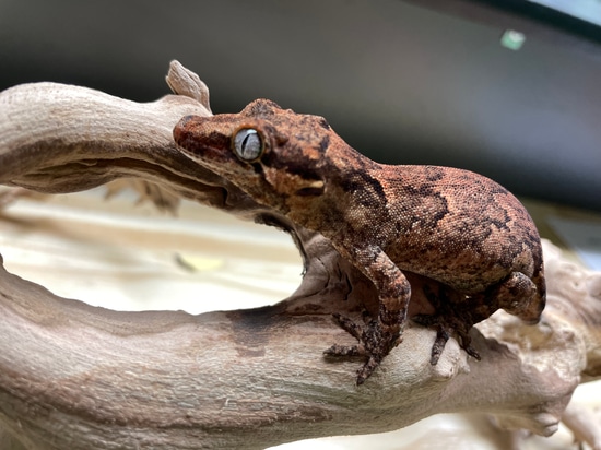 Gargoyle Gecko by High Desert Geckos Exotic Pets & Supplies