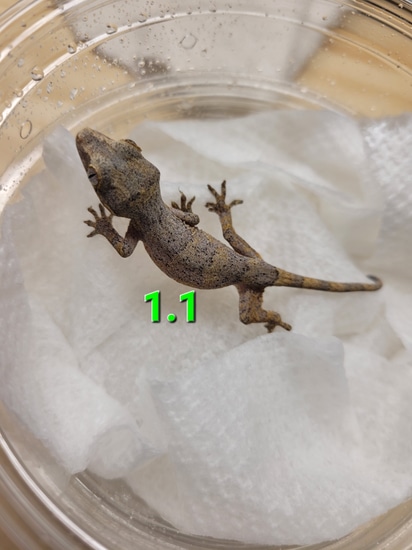 Gargoyle Gecko by High Desert Geckos Exotic Pets & Supplies