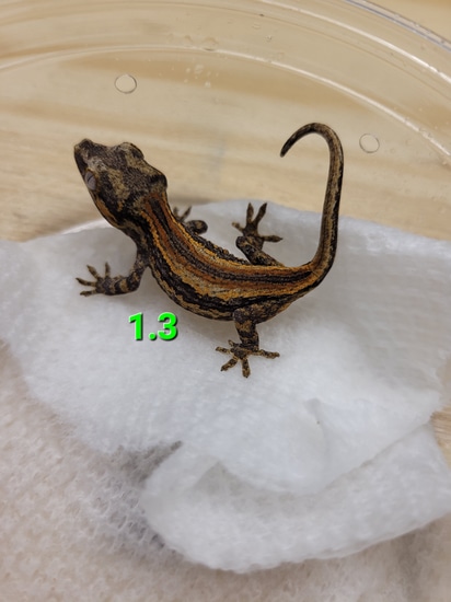 Gargoyle Gecko by High Desert Geckos Exotic Pets & Supplies
