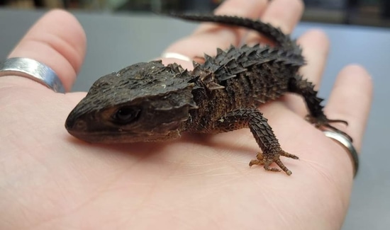 White Eyed Croc Skinks More Skink by High Desert Geckos Exotic Pets ...