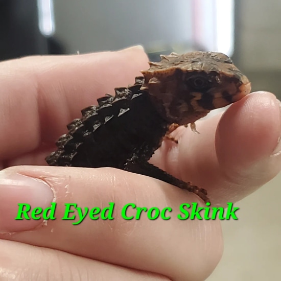 C.B Red Eyed Croc Skink More Skink by High Desert Geckos Exotic Pets ...