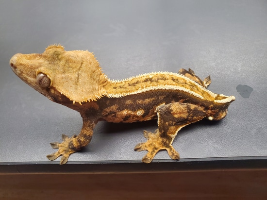 Tricolor Male Crested Gecko by High Desert Geckos Exotic Pets & Supplies