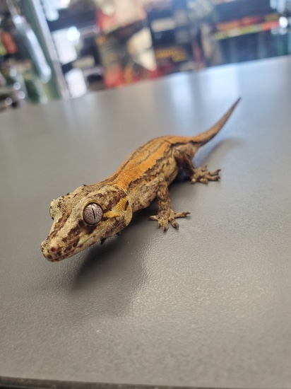 Stripe Gargoyle Gecko by High Desert Geckos Exotic Pets & Supplies