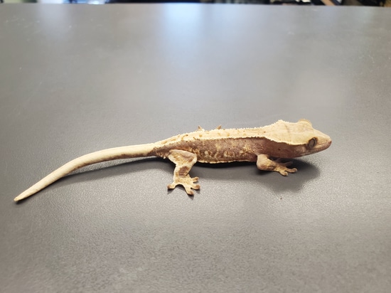 Lilly White Crested Gecko by High Desert Geckos Exotic Pets & Supplies