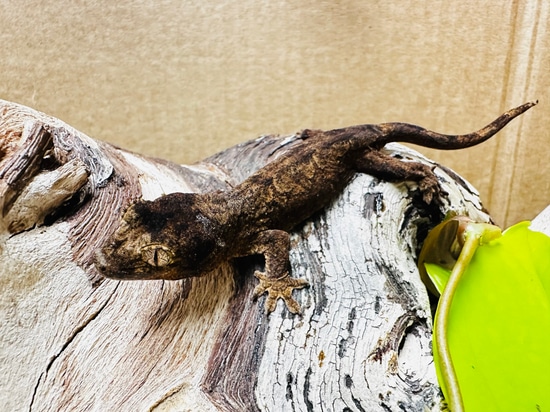 Kryptonite, Possible Chahoua Gecko by High Desert Geckos Exotic Pets ...