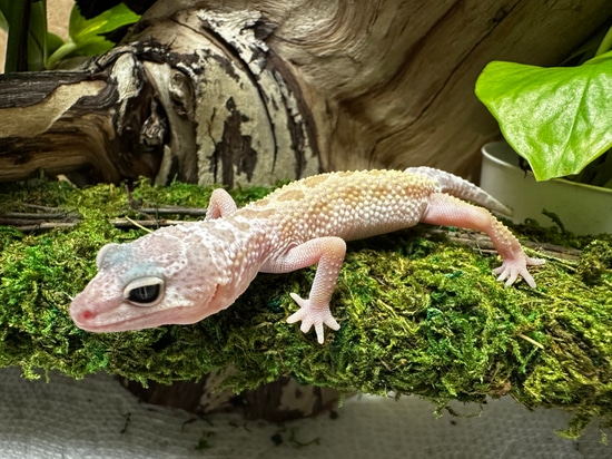 Larkspur, Eclipse Albino, Leucistic Leopard Gecko by High Desert Geckos ...