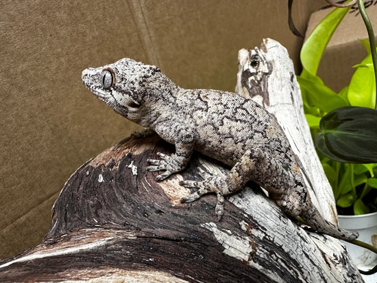 Dexter, Reticulated Gargoyle Gecko by High Desert Geckos Exotic Pets ...