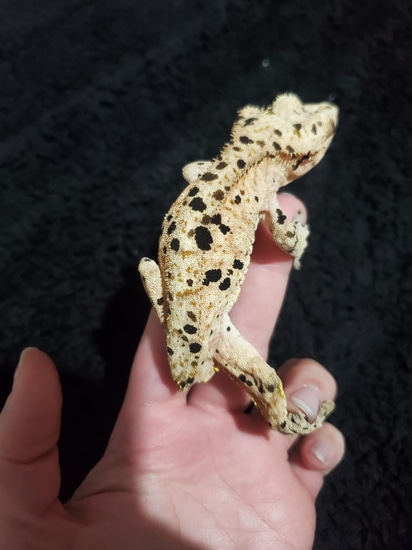 Male Crested Gecko by High Desert Geckos Exotic Pets & Supplies