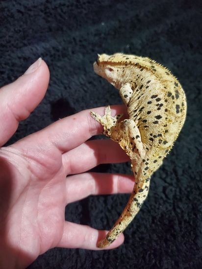 Super Dal Crested Gecko by High Desert Geckos Exotic Pets & Supplies