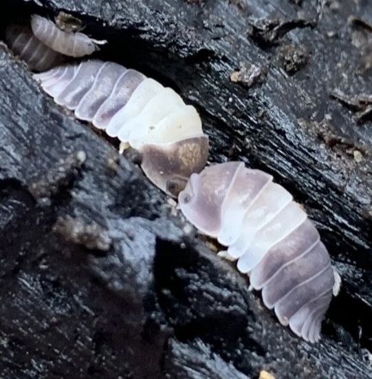 Panda King 10ct Isopod by High Desert Geckos Exotic Pets & Supplies