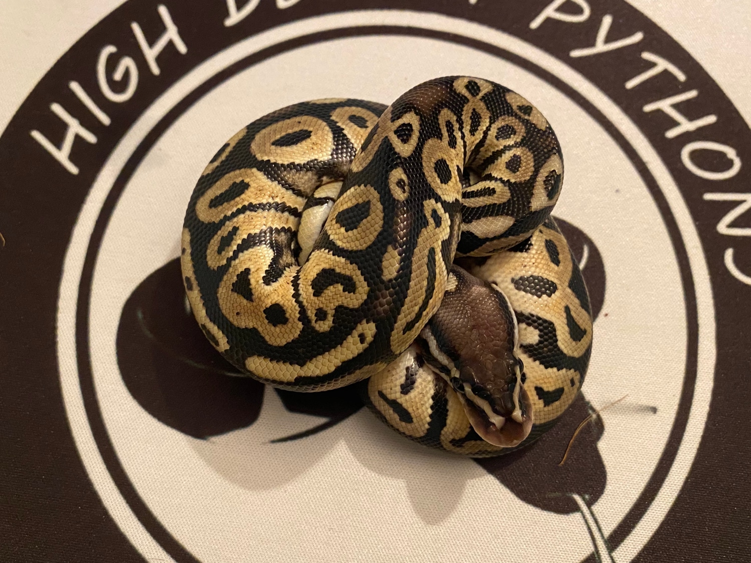 Pewter Ball Python by High Desert Pythons - MorphMarket