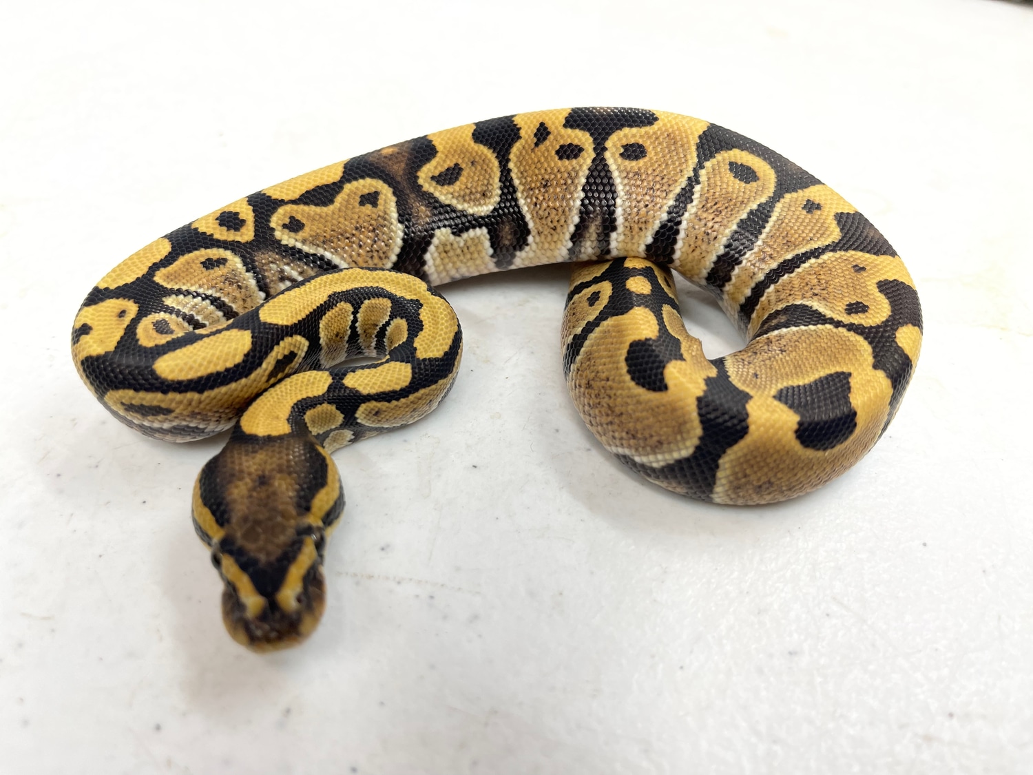 Desert Ghost Ball Python by High Desert Pythons - MorphMarket