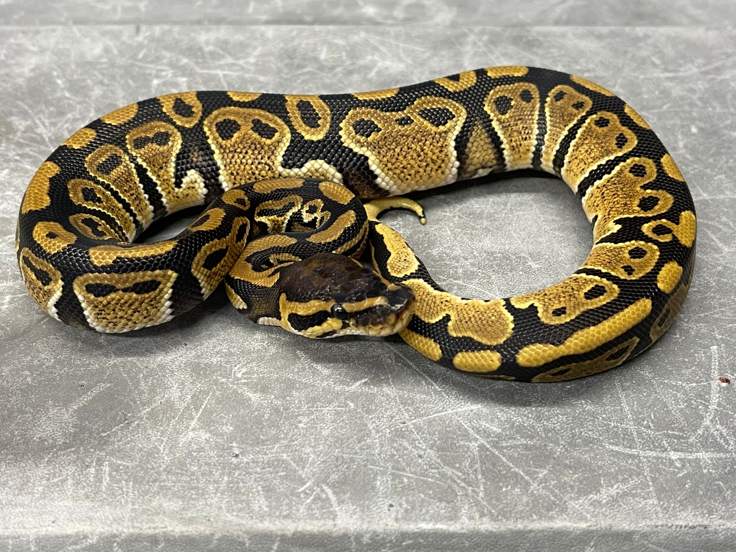 Triple Het VPI Axanthic Clown Pied Ball Python by High Desert Pythons ...