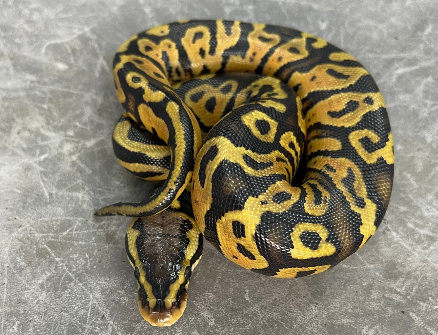 Pastel Hurricane 50% Het Clown Ball Python by High Desert Pythons ...