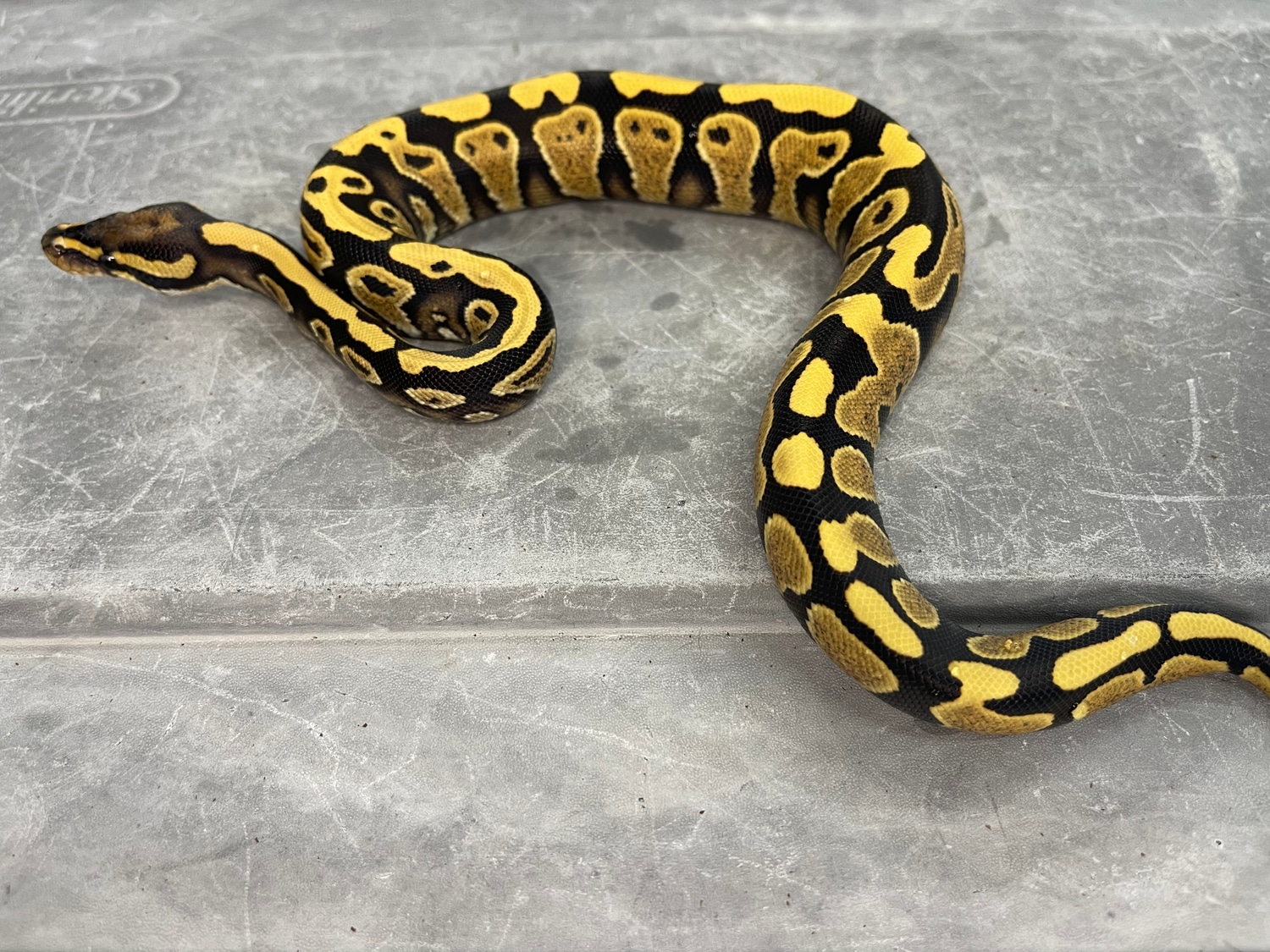 Yellowbelly Desert Ghost Ball Python by High Desert Pythons - MorphMarket
