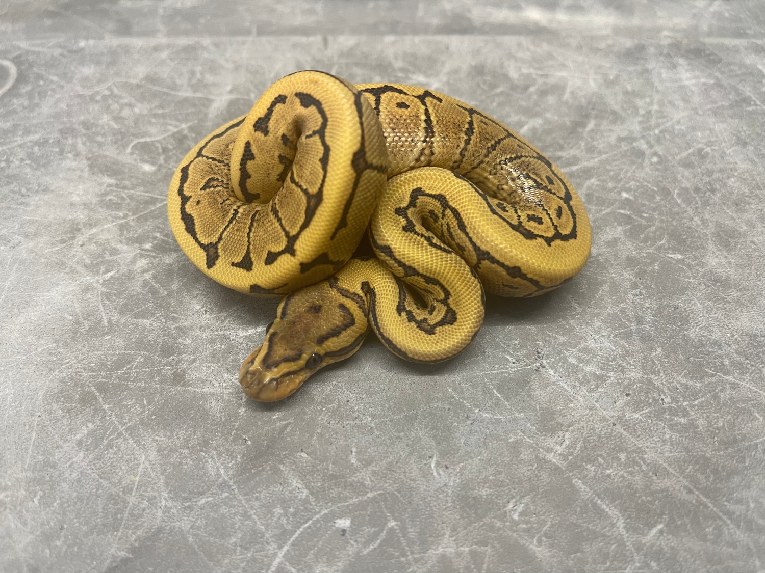 Yellowbelly Pinstripe Desert Ghost Ball Python by High Desert Pythons ...