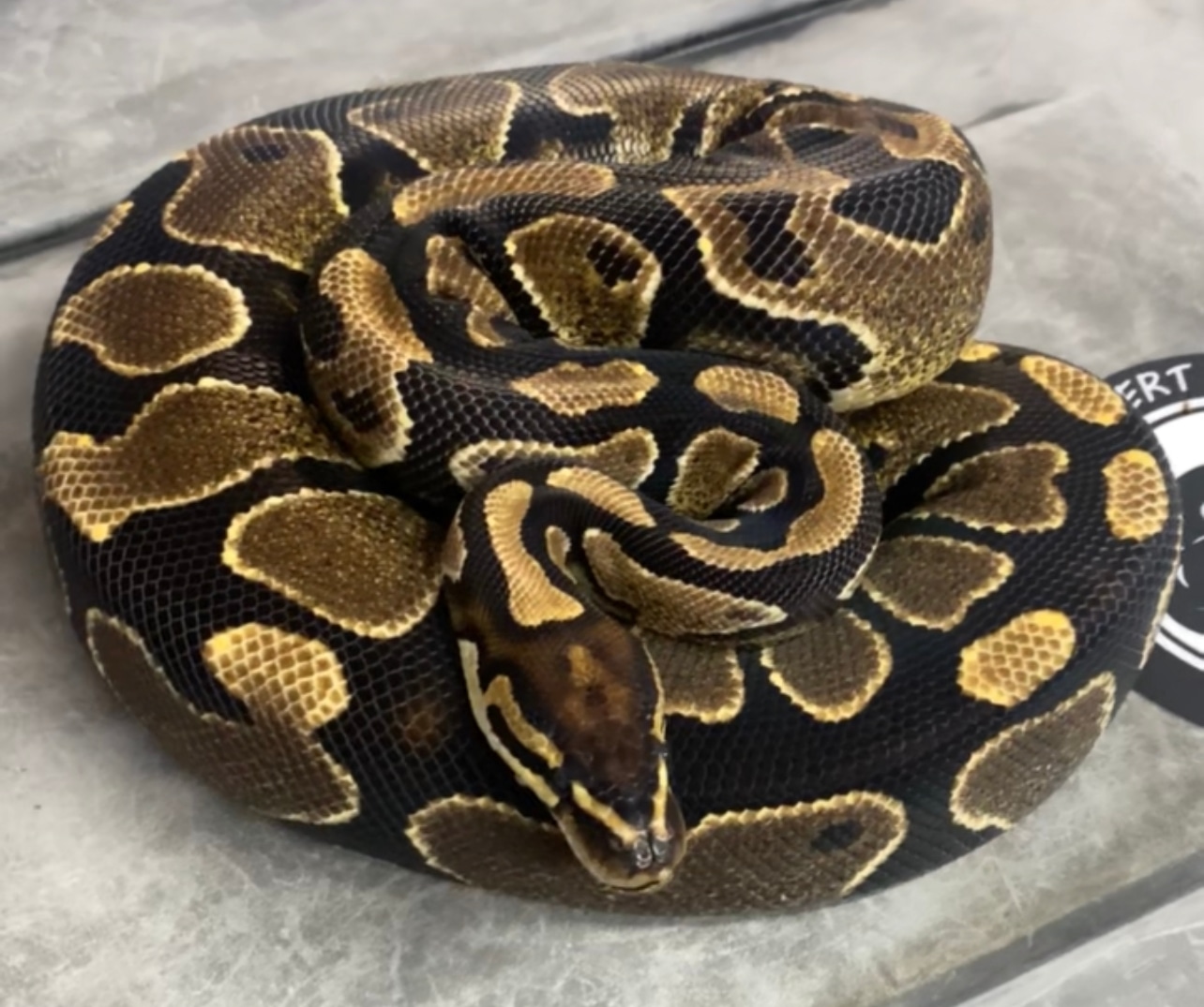 Yellowbelly Het Monarch Ball Python by High Desert Pythons - MorphMarket