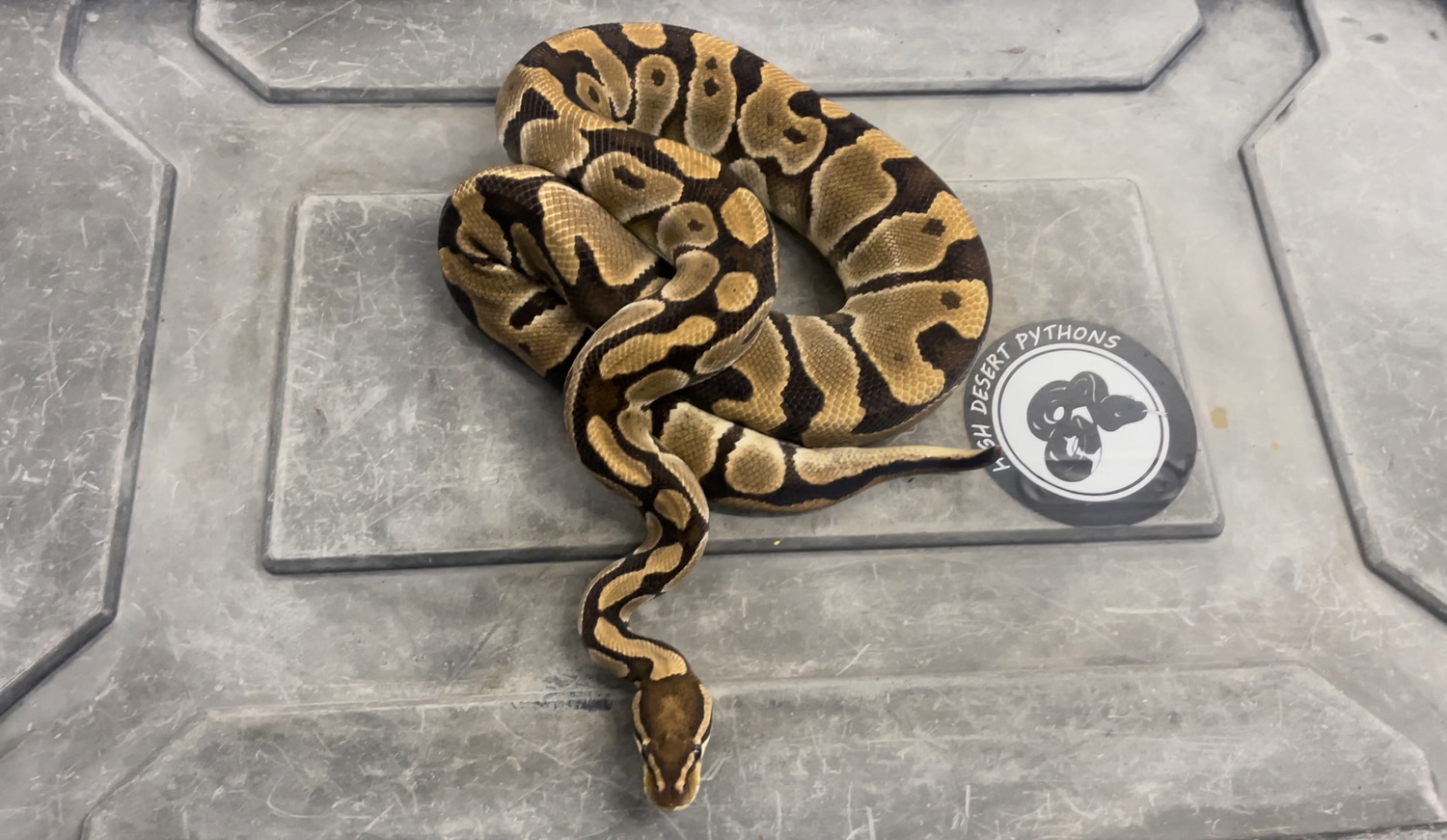 Blade Het Clown Ball Python by High Desert Pythons - MorphMarket