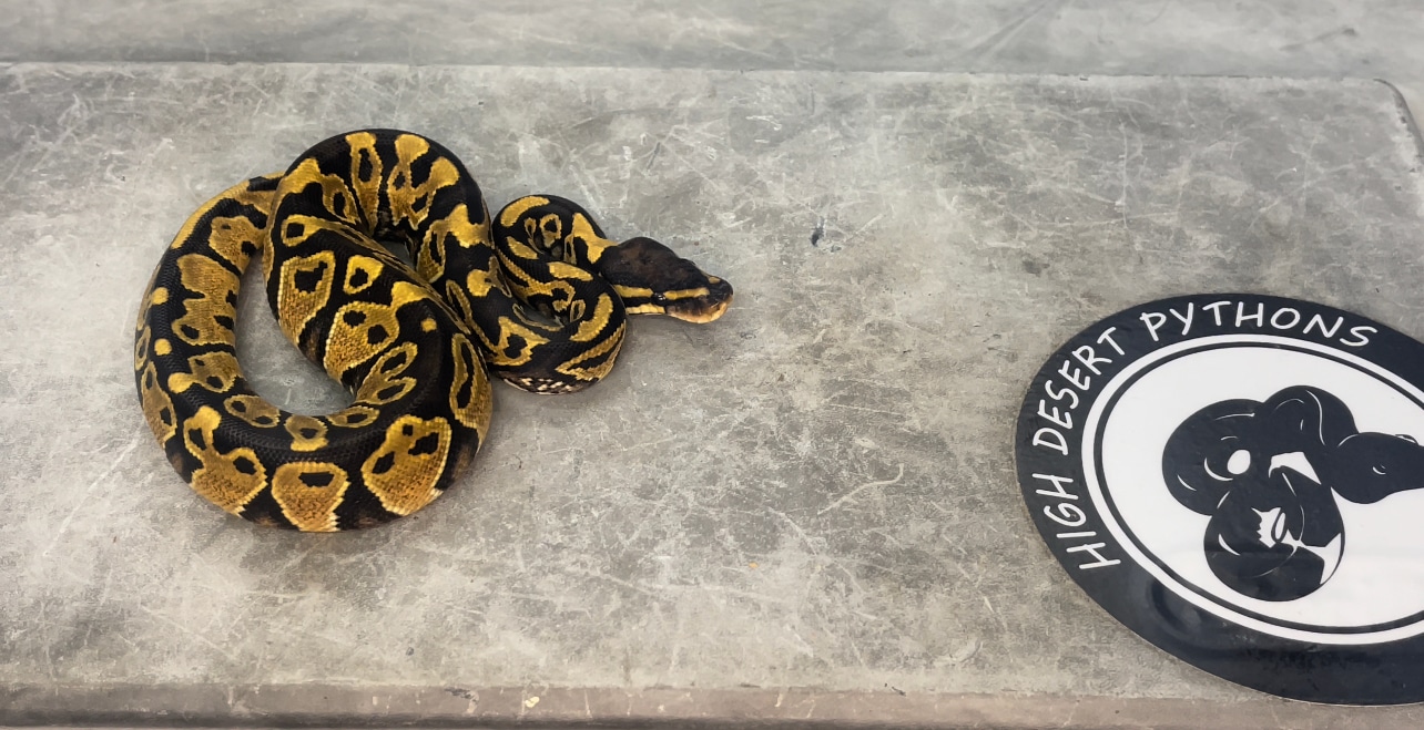 Orange Dream Asphalt 50% Het Lavender Albino Ball Python by High Desert ...
