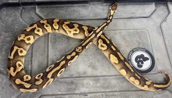 Pastel Mojave Yellowbelly Ball Python by High Desert Pythons