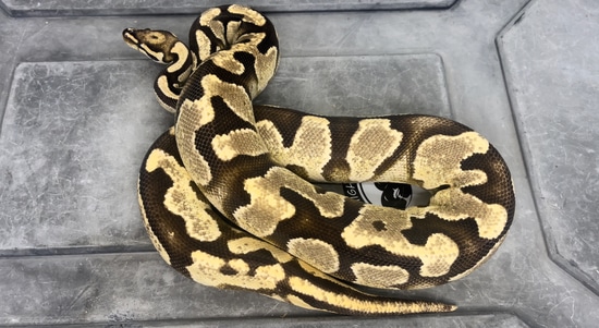 Orange Dream Fire Yellowbelly *FREE SHIPPING* Ball Python by High ...