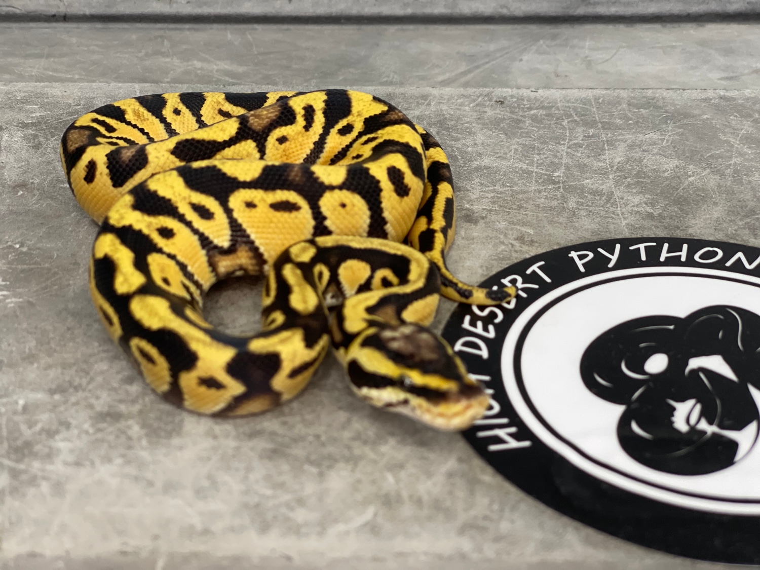 Pastel Enchi Gravel 66% Het Clown *FREE SHIPPING* Ball Python by High ...