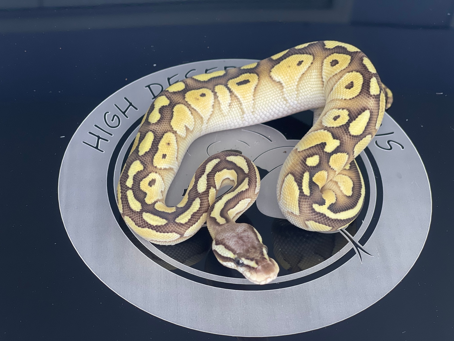 Pastel Butter Het Hypo Het Genetic Stripe *FREE SHIPPING* Ball Python ...
