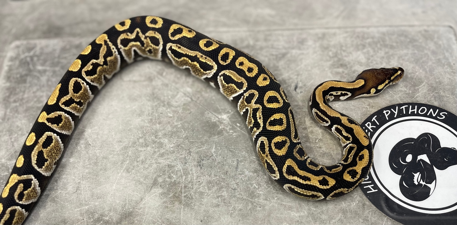 Cypress Het Clown Ball Python by High Desert Pythons - MorphMarket