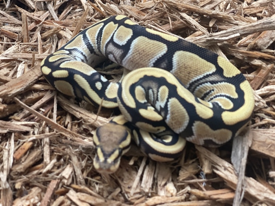 Desert Ghost Double Het Genetic Stripe Clown Ball Python by High Desert ...