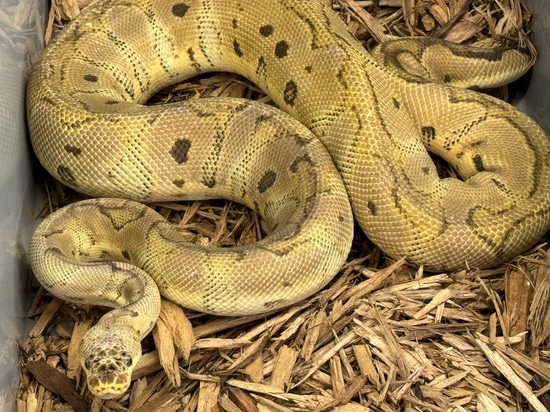 *NO RESERVE* Mojave Killer Clown Het Hypo Ball Python by High Desert ...
