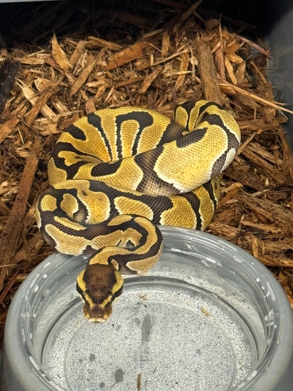 Enchi Het Enhancer 66% Het Clown 50% Het Genetic Stripe Ball Python by ...
