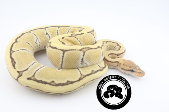 Pinstripe Desert Ghost DH Clown G Stripe Ball Python by High Desert Pythons