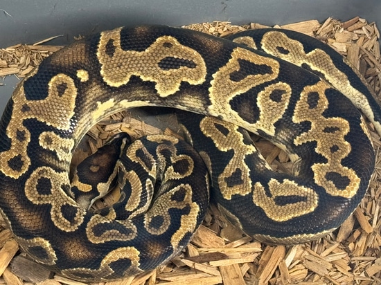 Asphalt Het Pied *Exceptional Quality Ball Python by High Desert Pythons