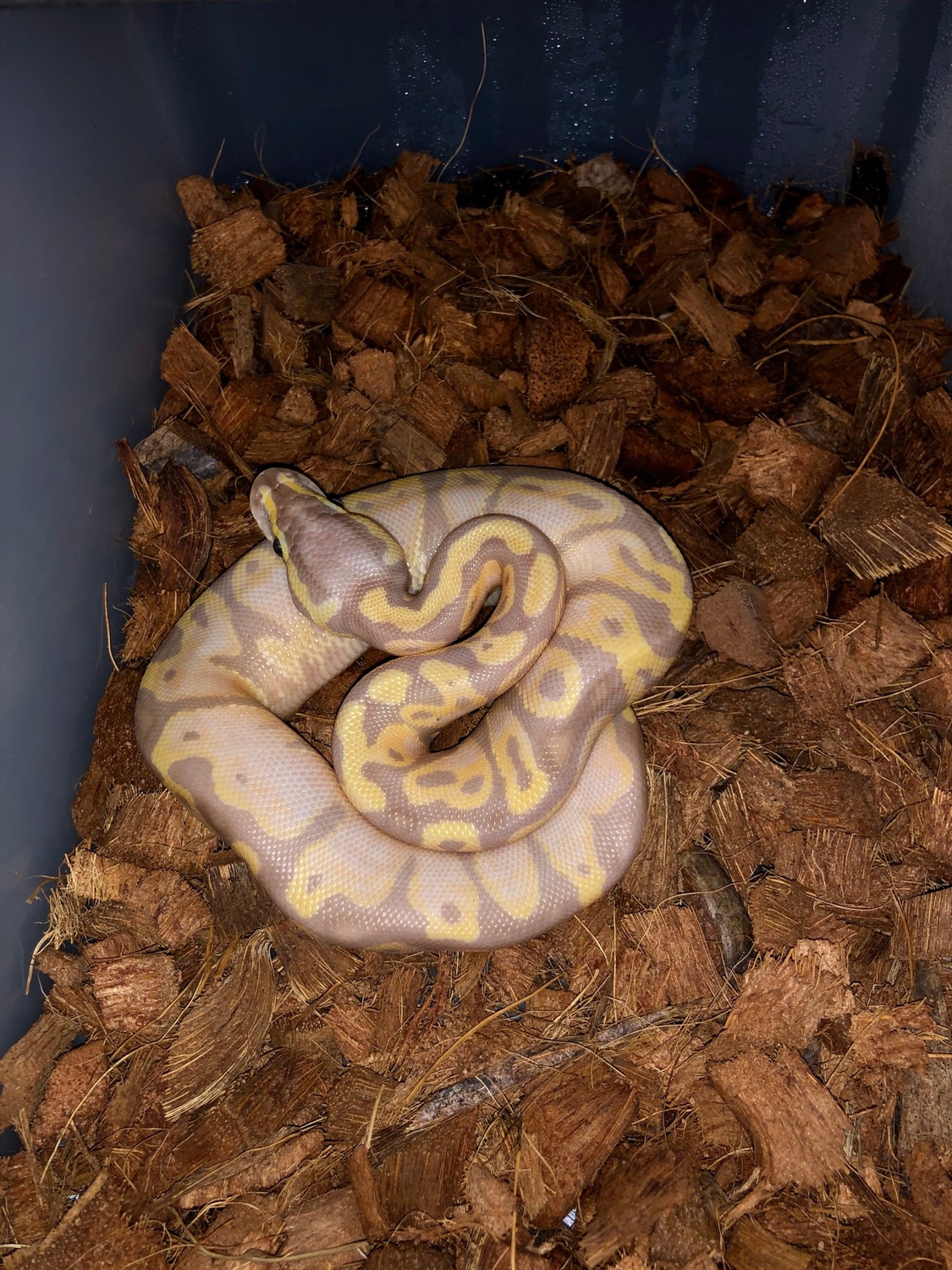 Super Pastel Banana Ball Python by High desert reptiles - MorphMarket