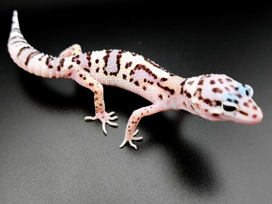 Snow (Mack) Black Night Cross 100% Het Eclipse Leopard Gecko by High ...
