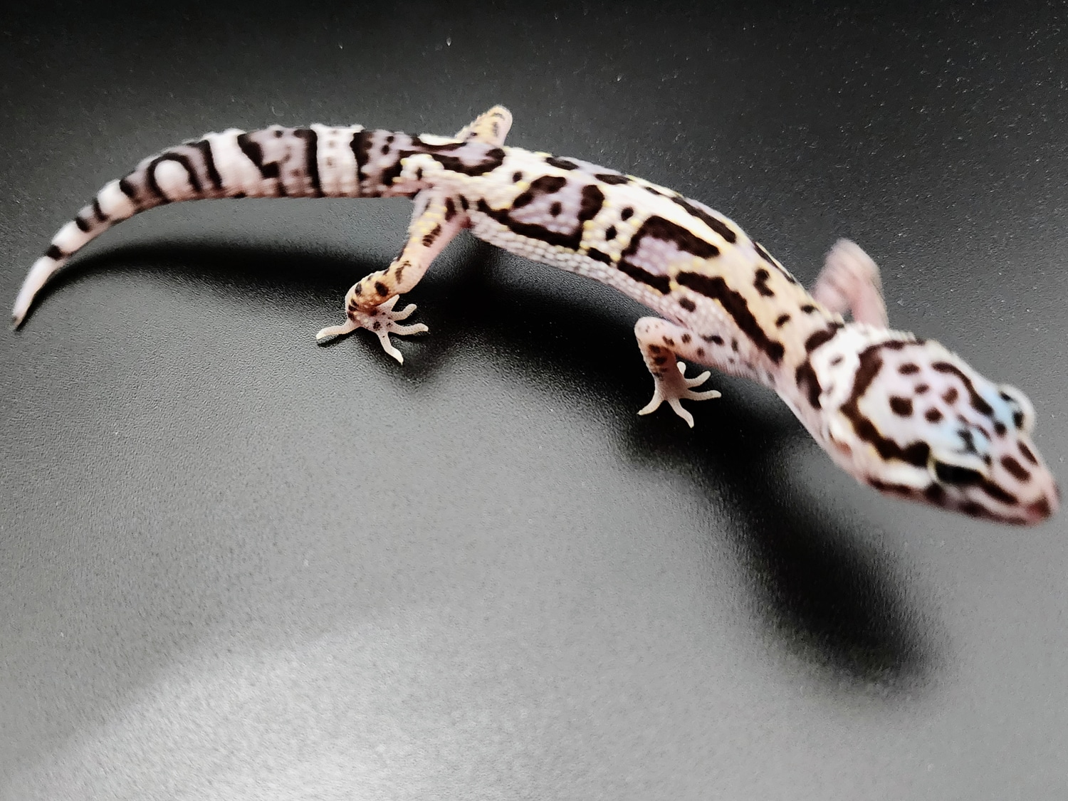 Snow (Mack) Black Night Cross 100% Het Eclipse Leopard Gecko by High ...