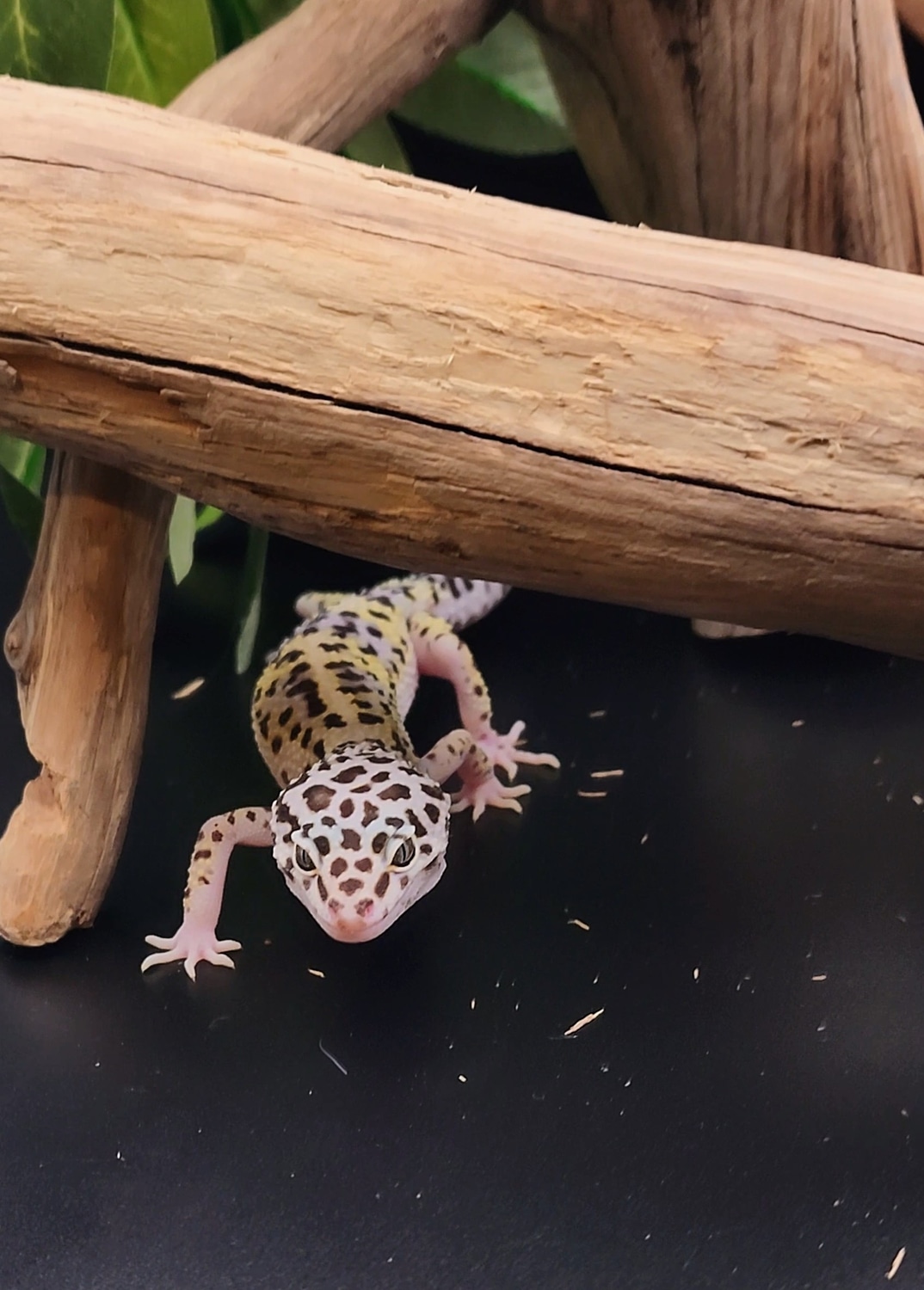 Snow (Mack) 100% Het Eclipse Leopard Gecko by High Desert Serpents ...