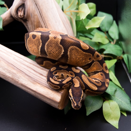Cinnamon Enchi YB Het Pied Ball Python by High Desert Serpents