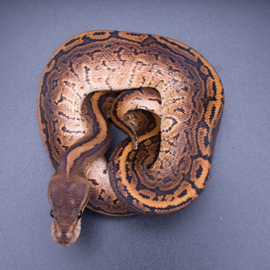 Cinnamon Pinstripe 100% Het Hypo 50% Pos Het Black Axanthic Ball Python ...