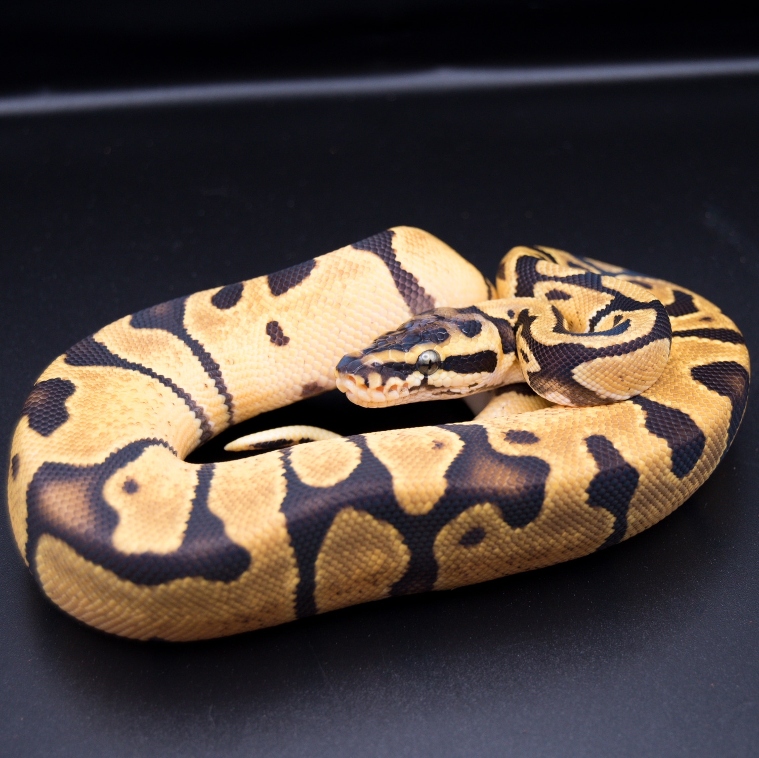 Enchi Pastel 100% Het Piebald Ball Python by High Desert Serpents ...