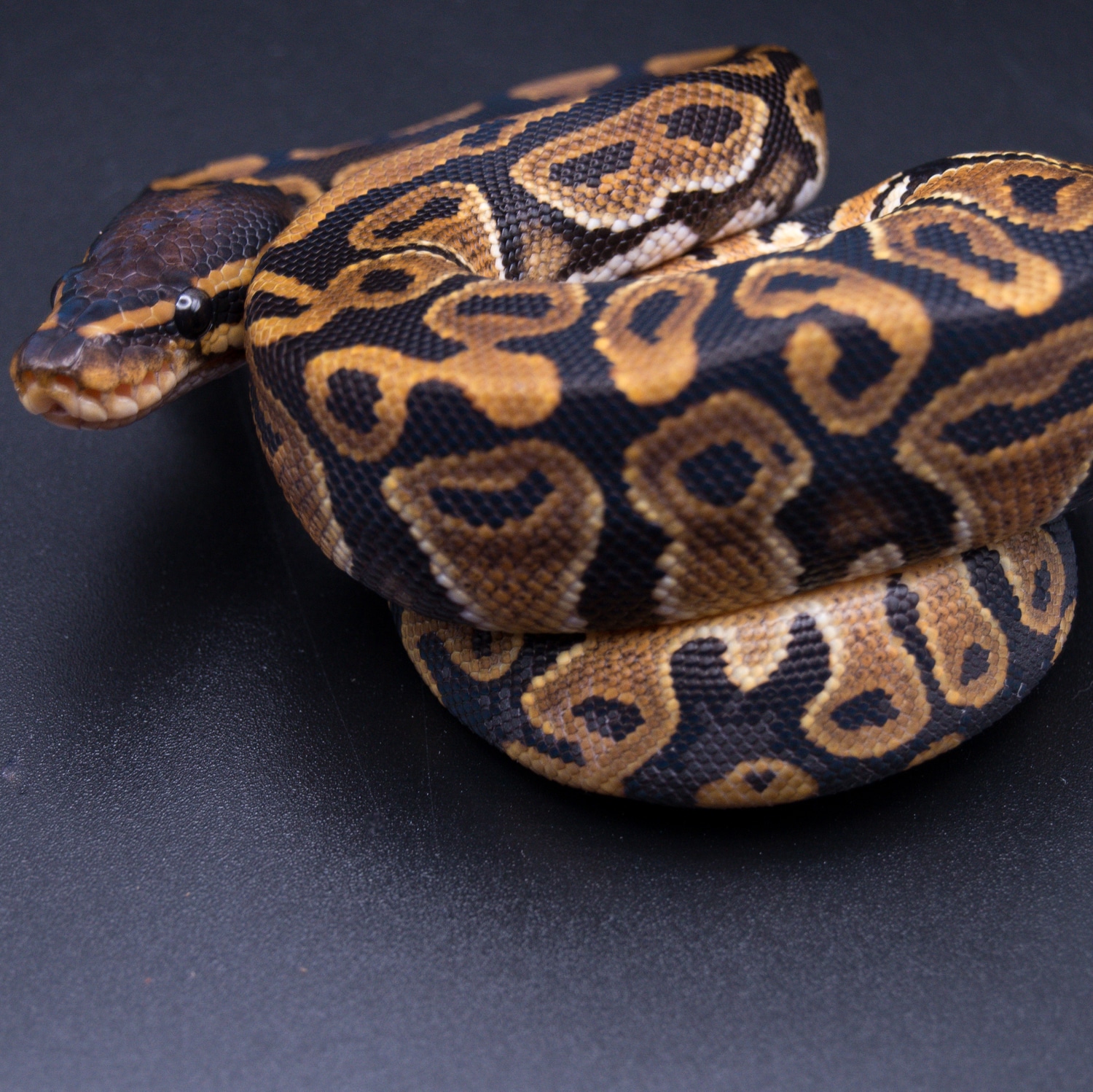 100% Het Hypo 66% Pos Het Black Axanthic Ball Python by High Desert ...