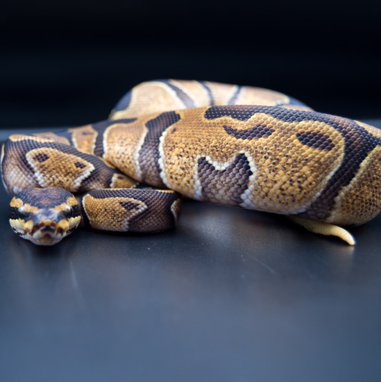 Enchi Yellow Belly 100% Het Piebald Ball Python by High Desert Serpents