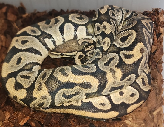 Hypo Het Axanthic (TSK) (Wakka) Ball Python by High Desert Serpents