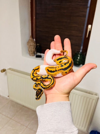 Piebald 100% Het Clown Ball Python by Highend-morphe