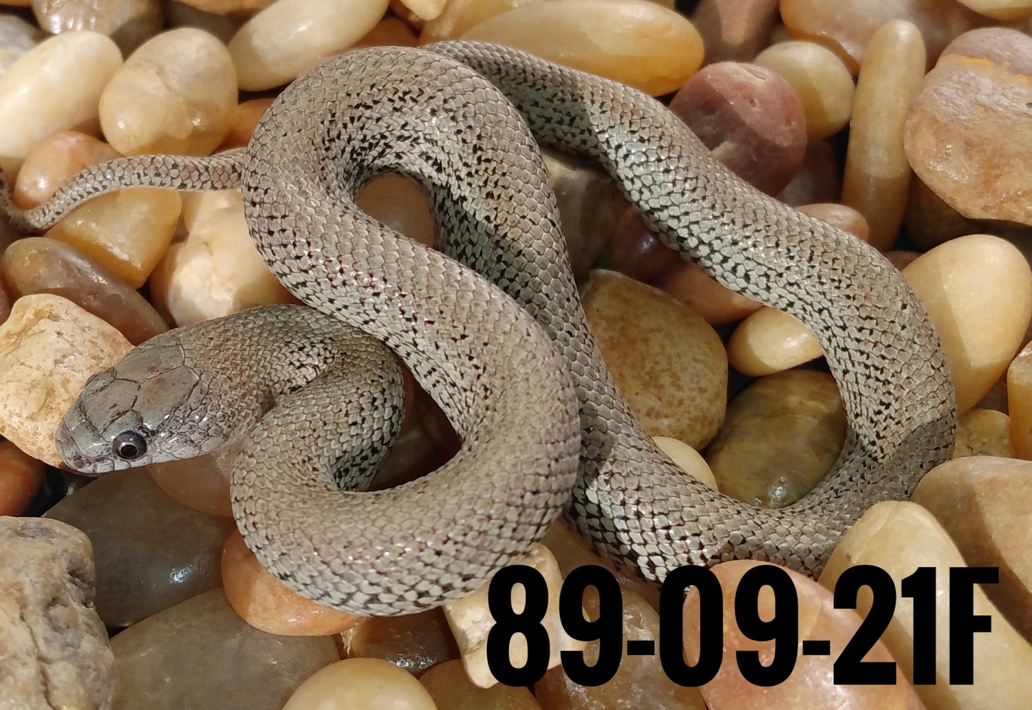 Patternless Ultragranite **REDUCED PRICE** San Luis Potosi Kingsnake by ...