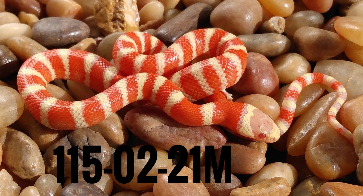 Amelanistic, 66% Het Applegate Special Arizona Mountain Kingsnake by ...