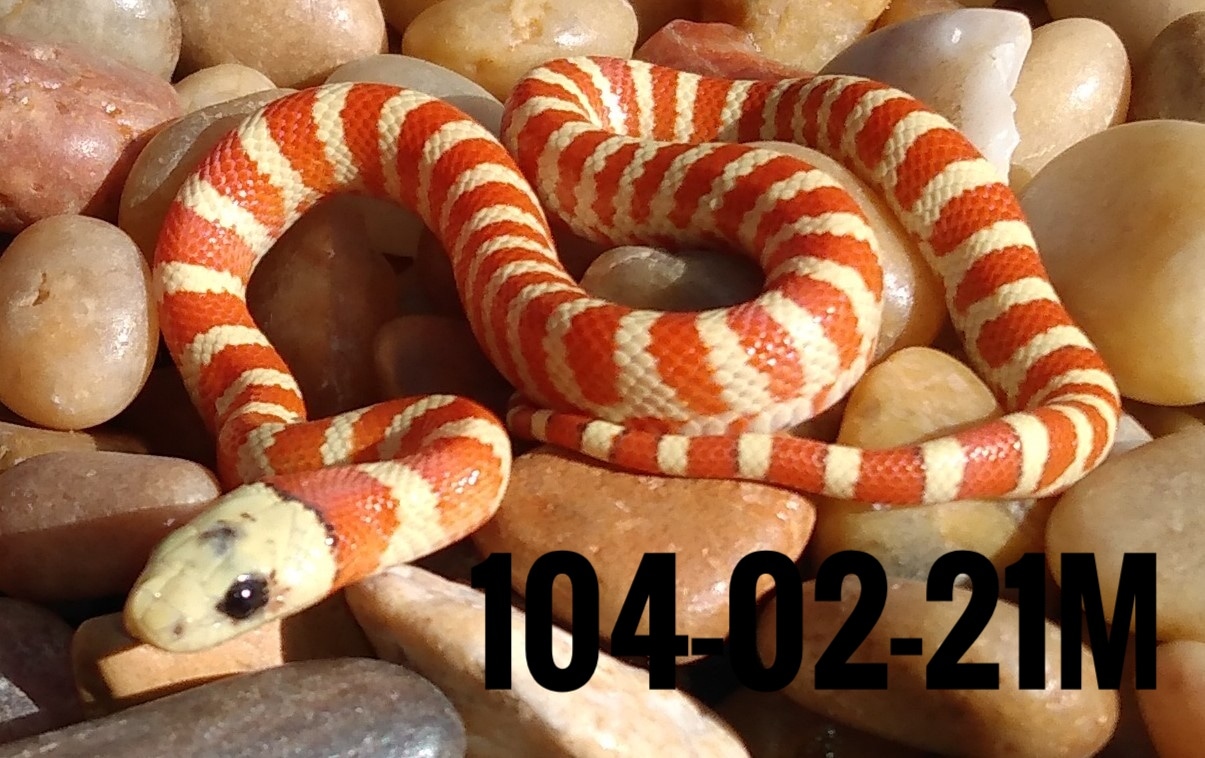 Applegate Special**NICE** Arizona Mountain Kingsnake by Highland_Herps ...
