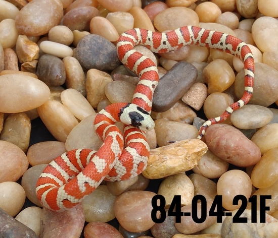 Applegate Special PH Amelanistic Arizona Mountain Kingsnake by Highland ...